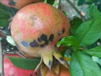 Anthracnose Of Pomegranate Plant Disease Library