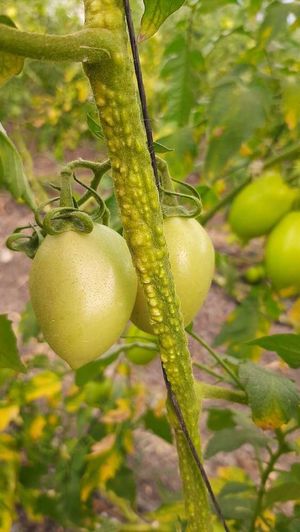 Adventitious Roots | Pests & Diseases