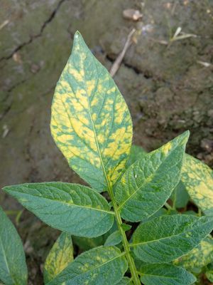 Virus del mosaico de la alfalfa | Plagas y enfermedades