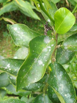 Bercak Daun Ganggang | Hama & Penyakit