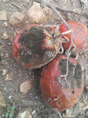 Alternaria Black Spot and Fruit Rot | Pests & Diseases