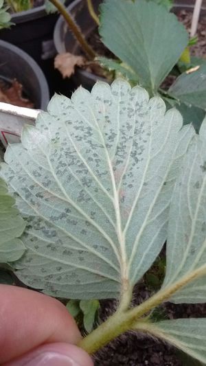 Bercak Daun Stroberi | Hama & Penyakit
