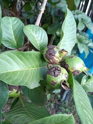 Antracnose | Pragas e Doenças