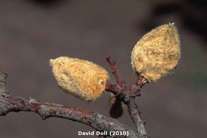 Anthracnose de l’Amandier | Ravageurs & Maladies