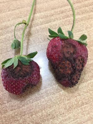 Antraknosa pada Stroberi | Hama & Penyakit