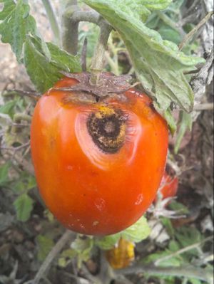 Antraknosa | Hama & Penyakit