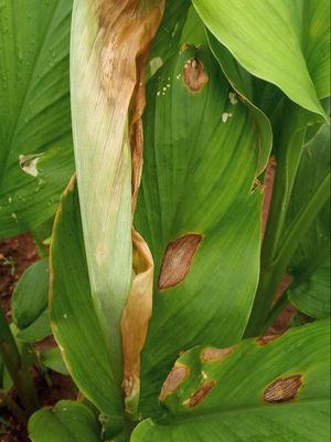 Antraknosa | Hama & Penyakit