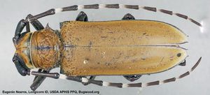 Apple Stem Borer | Pests & Diseases