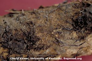 Armillaria Root Rot | Pests & Diseases