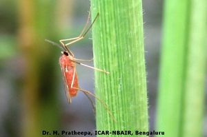 Asian Rice Gall Midge Pests Diseases