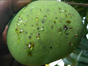 Bacterial Black Spot of Mango | Pests & Diseases