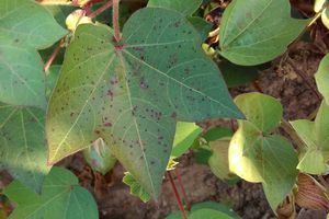 Tizón bacteriano del algodón | Plagas y enfermedades