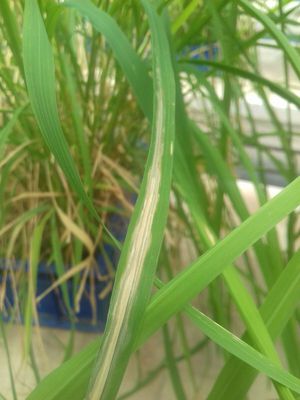 Bacterial Blight of Rice | Plant Disease Library