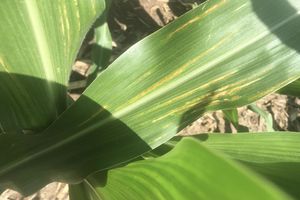 Bacterial Leaf Streak of Maize | Pests & Diseases