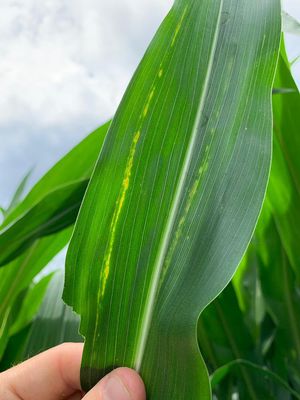 Bacterial Leaf Streak of Maize | Pests & Diseases