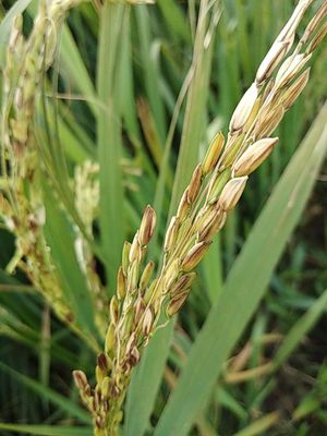 Bacterial Panicle Blight | Pests & Diseases