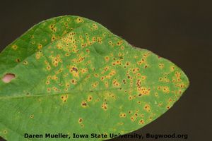 Pústula bacteriana | Biblioteca de doenças de plantas