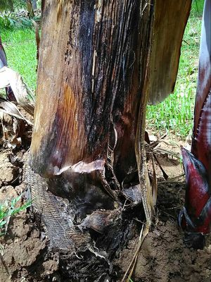 Bacterial Soft Rot of Banana | Pests & Diseases