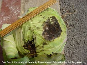 Podridão Mole do Repolho | Pragas e Doenças