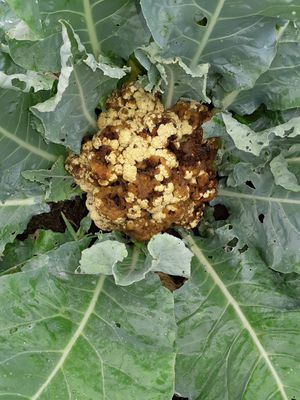 കാബേജിലെ ബാക്ടീരിയ മൂലമുള്ള അഴുകൽ രോഗം | കീടങ്ങളും രോഗങ്ങളും