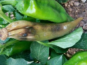 Bacterial Soft Rot of Pepper | Pests & Diseases