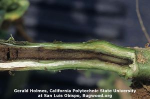 Bacterial Wilt | Pests & Diseases