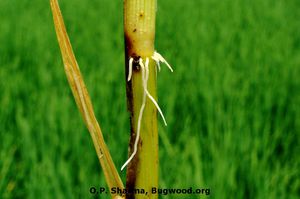 Bakanae and Foot Rot | Pests & Diseases