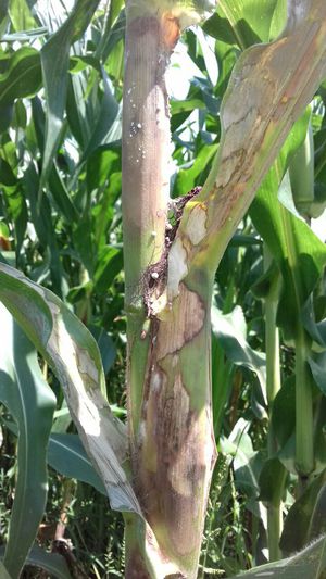 Banded Leaf and Sheath Blight | Pests & Diseases