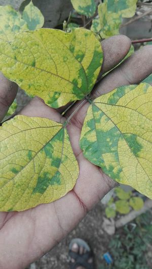 Bean Golden Mosaic Virus | Pests & Diseases