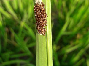Biomphalaria Snail | Pests & Diseases