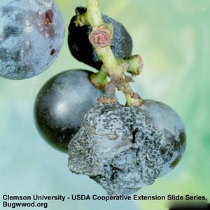 Bitter Rot of Grape | Pests & Diseases