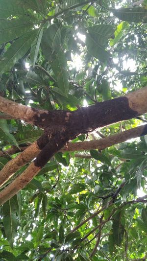 Black Banded Disease | Pests & Diseases