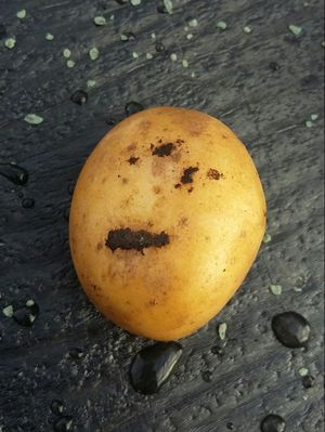 Black Scurf | Pests & Diseases