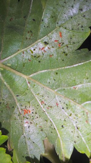 Black Vine Thrips | Pests & Diseases