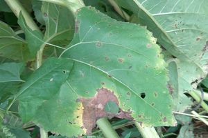 Blight of Sunflower | Pests & Diseases