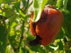 Blossom End Rot | Pests & Diseases