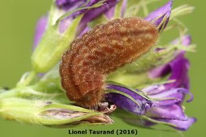 Blue Butterfly | Pests & Diseases