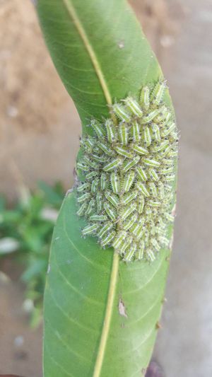 Kiwavi Nondo wa Michirizi ya Bluu | Wadudu & Magonjwa