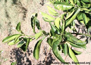 Boron Deficiency | Pests & Diseases