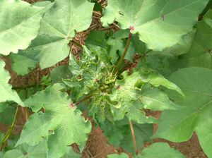 Boron Deficiency | Pests & Diseases