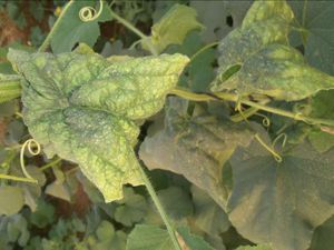 Boron Deficiency | Pests & Diseases