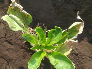 Boron Deficiency | Pests & Diseases