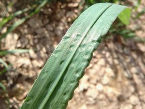 Boron Deficiency | Pests & Diseases