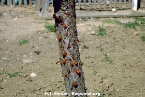 Botryosphaeria Dieback | Pests & Diseases