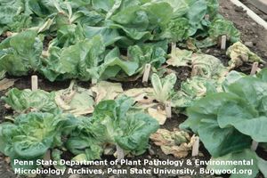 Botrytis en lechuga | Plagas y enfermedades
