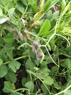 Botrytis Blight | Pests & Diseases
