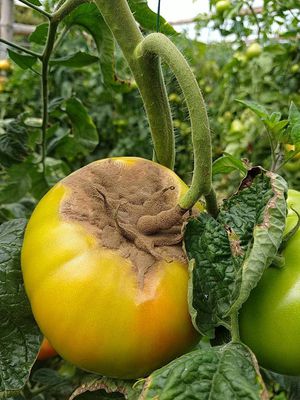 Botrytis Blight | Pests & Diseases