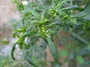 Utitiri wa Mimea | Wadudu & Magonjwa