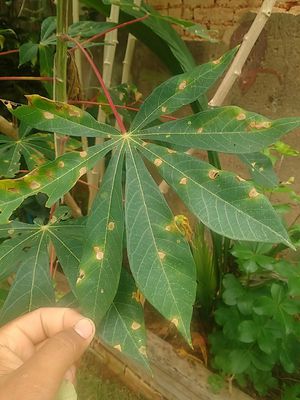 Bercak Daun Cokelat | Hama & Penyakit