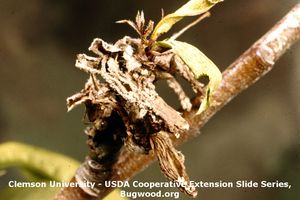 Brown Rot | Pests & Diseases